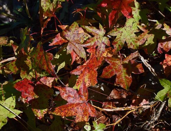 Plant These Vibrant Trees in Your California Garden for the Explosion ...