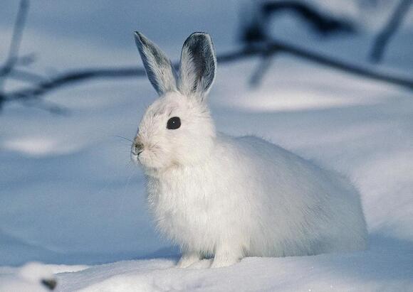 Why Do Some Animals Change Color? The Science Behind Their Amazing ...