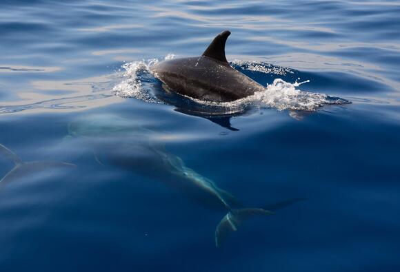 Why Some Dolphins Use Tools — And What That Says About Culture ...