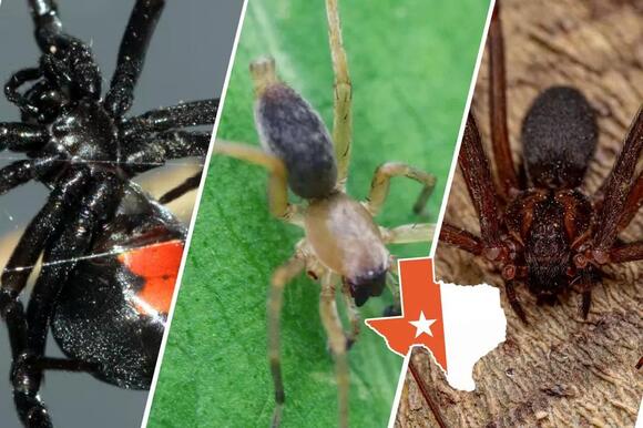 This is San Fernando Cathedral, The Oldest Church In Texas - NewsBreak