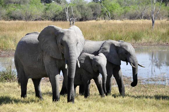 The Animal That Can Hear Sounds From Over 100 Miles Away - NewsBreak