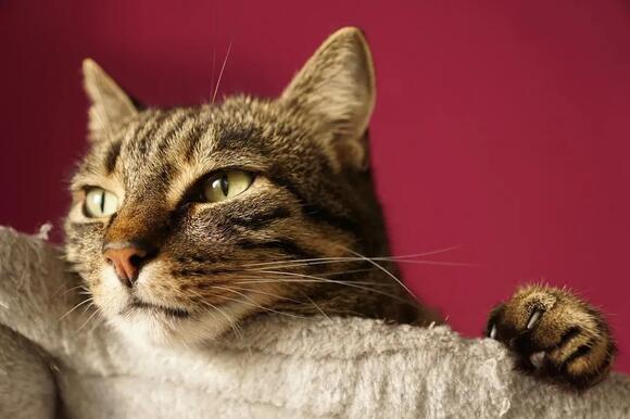 The Secret World of Your Cat: It’s More Complex Than You Imagine ...