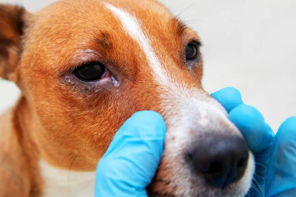 4 Types of Eye Infection in Dogs (With Home Remedies)