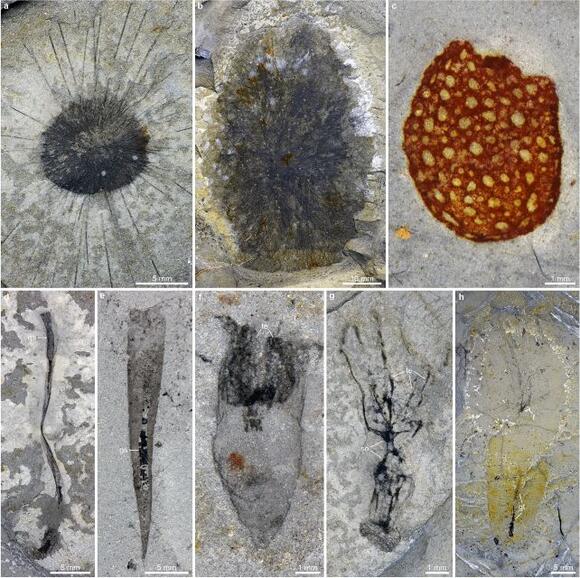 Stunning Fossil Site Reveals Life Rebounding After Major Extinction ...