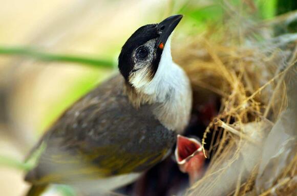 The Most Beautiful Bird Migration Routes Across the US - NewsBreak