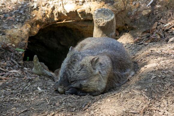 Welcome To Hotel Wombat: Burrows Provide Shelter For Many Small Animals ...