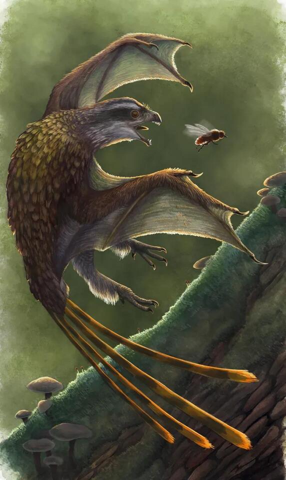 Did You Know Yi qi Had Wings Unlike Any Dinosaur Ever Found? - NewsBreak