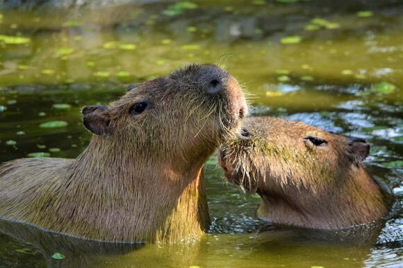 What Makes Capybaras So Calm—Even Around Predators - NewsBreak