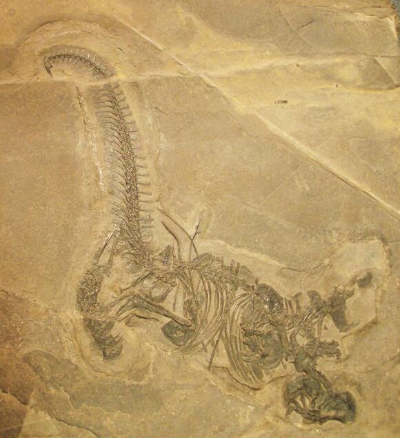 Why Triassic Creatures Look Like Science-Fiction Creations - NewsBreak