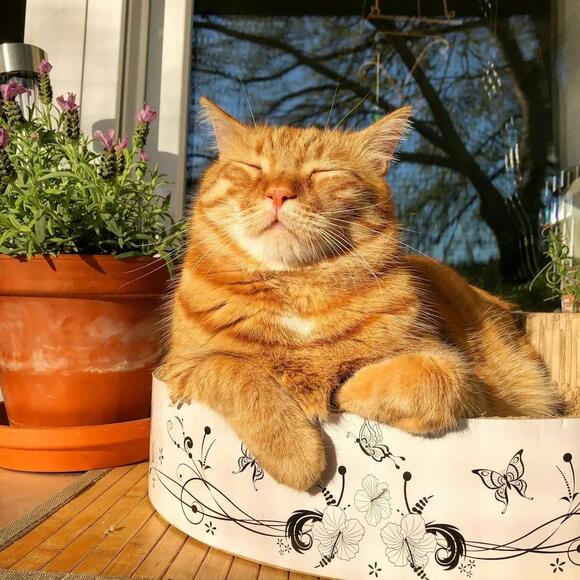 Cats Instinctively Know How to Find the Warmest Spots in Any Room ...