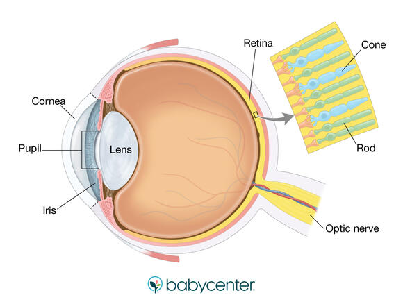How your baby's eyes and vision develop in the womb