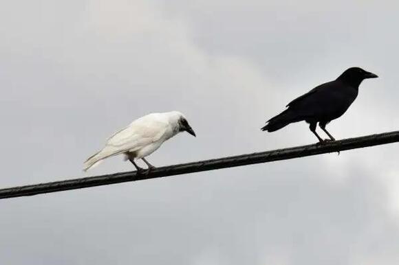 A rare white leucistic crow was spotted in Bangor - NewsBreak