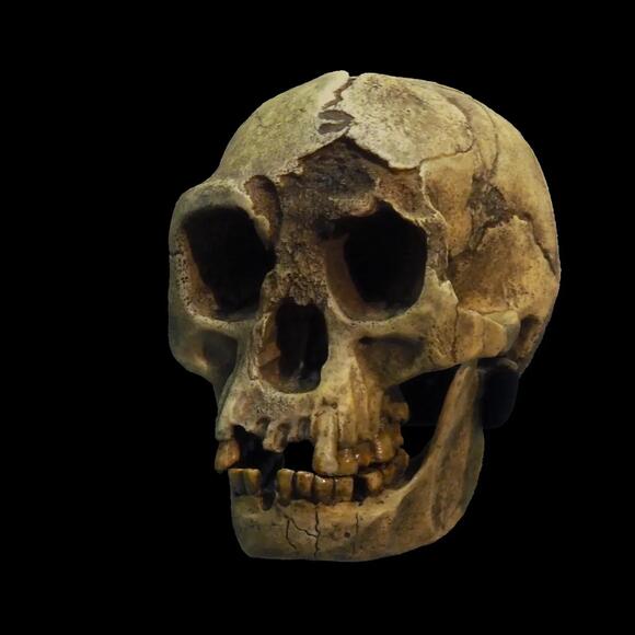 The Most Famous Human Fossils Ever Discovered and What They Revealed ...