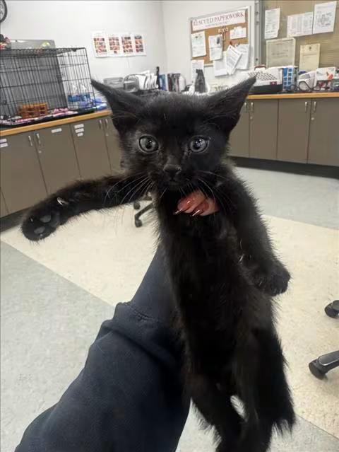 🐱 Playful Kittens Ready for Adoption in Van Nuys - NewsBreak