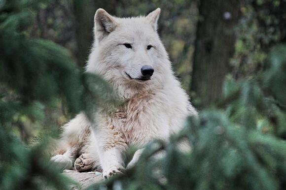 Would a Wolf Remember a Human After Years Apart? Researchers Share New ...