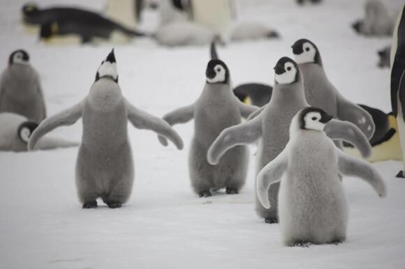 How Far Do Emperor Penguins Walk? A lot. - NewsBreak