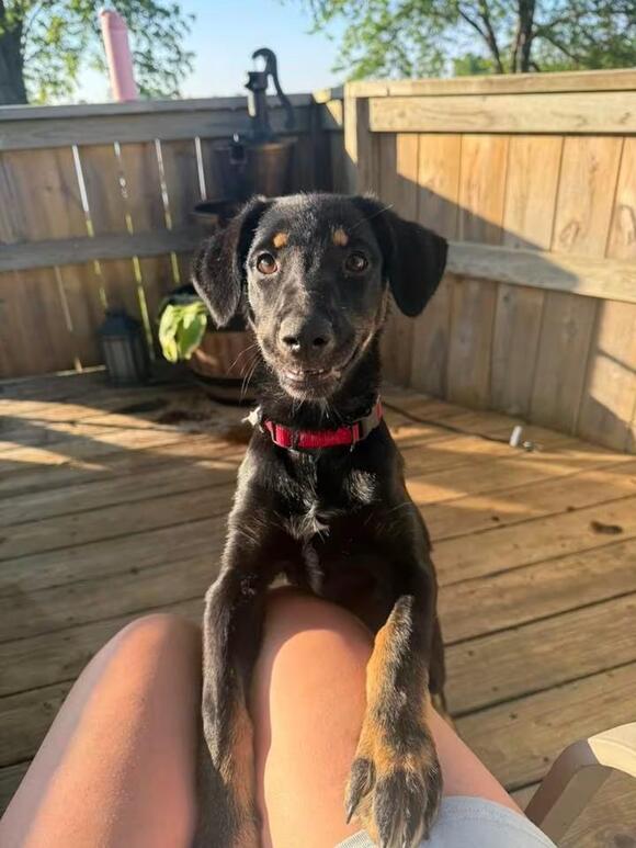 🐶 Playful Lab Puppies Ready for Adoption in West Milwaukee - NewsBreak