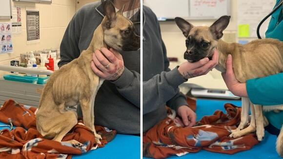 Sprout's Fight for Survival: Latest Medical Results Reveal New ...