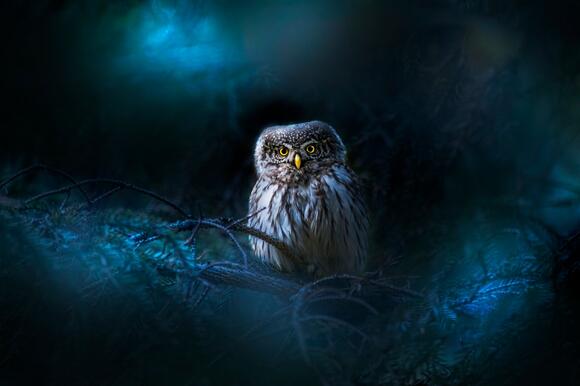 Which Owl Would Be Your Patronus? The Science Behind the Symbol - NewsBreak