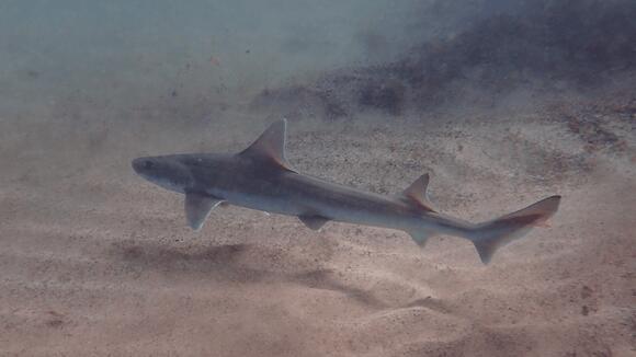 Smooth-Hound Shark Proves It Can Reproduce Solo – No Male Required ...
