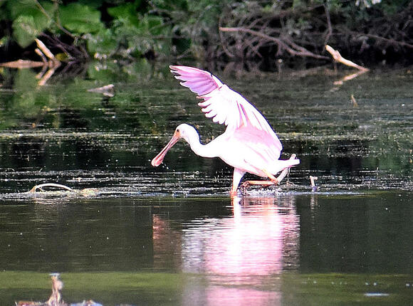 Birders Rush to West Michigan After Rare Bird Alert - NewsBreak