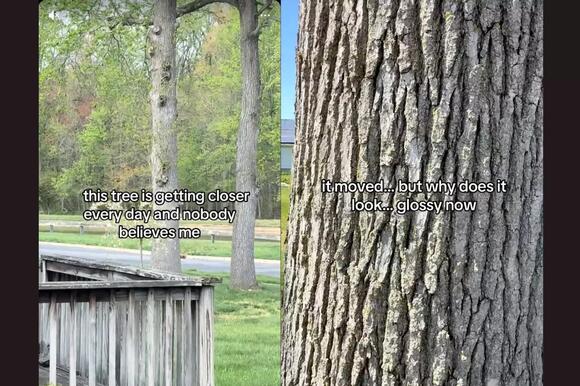 Bizarre viral saga: TikTok explodes over 'shifting' tree conspiracy in ...