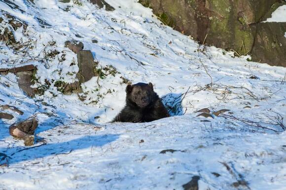 The Ultimate Survival Strategy of Hibernating Animals - NewsBreak