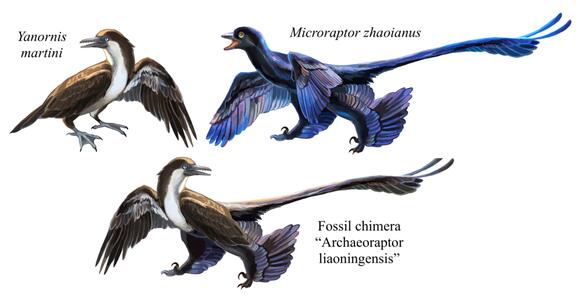 How Fossils Can Fool Us Mistakes and Misinterpretations in Paleontology ...