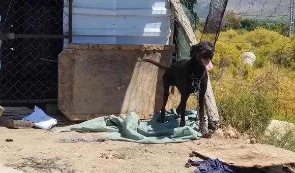 Starving Dog Chained to Fence Greets Rescuers with Pure Joy and Love ...