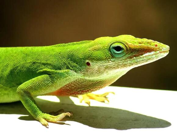 How to Identify Lizards in South Carolina: Complete Native Species ...