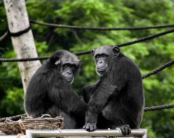 13 Animals That Use Tools to Hunt - NewsBreak