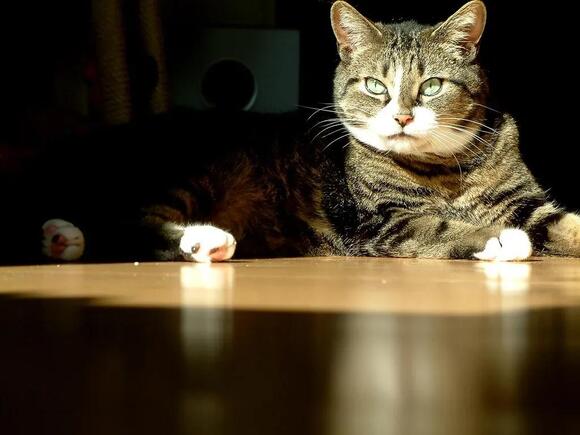 Your Cat’s Favorite Sunbeam Spot Is Chosen with Precision - NewsBreak