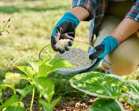 What Your Hydrangea Needs in March to Stay Alive, Thrive & Grow Lots of ...