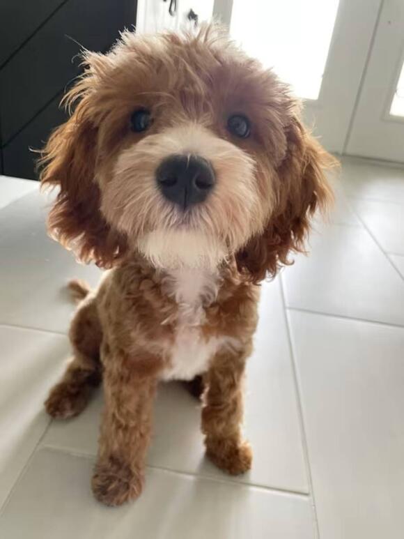 A 5-month-old small Cavapoo named Churro needs a forever home, as his owner is too busy to keep ...