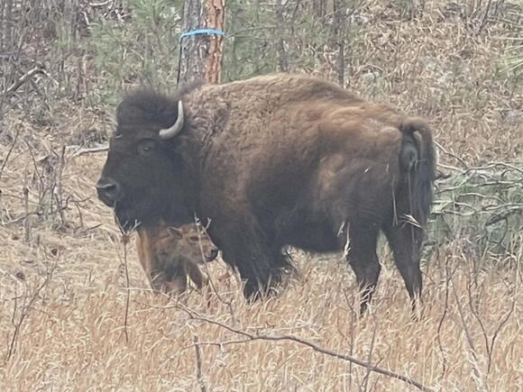 Bison kills 70-year-old woman in Custer State Park - NewsBreak