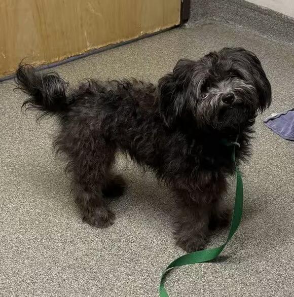 🐶 Playful, Loyal & Loving Dogs Ready for Adoption in Escondido - NewsBreak