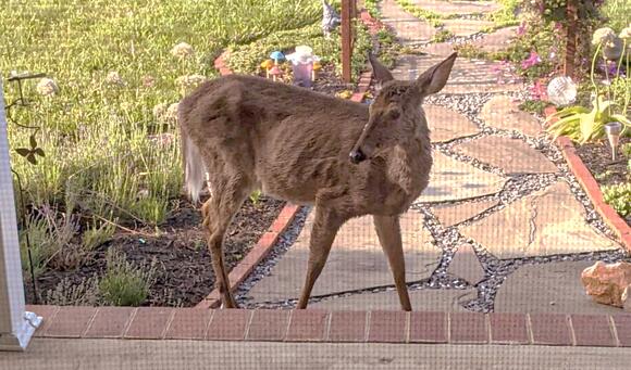 ORMN: Virginia White-Tailed Deer – Vehicular collisions, CWD, and ...