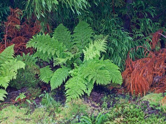 Ferns That Grow From Lava: How Plants Colonize the Harshest Landscapes ...
