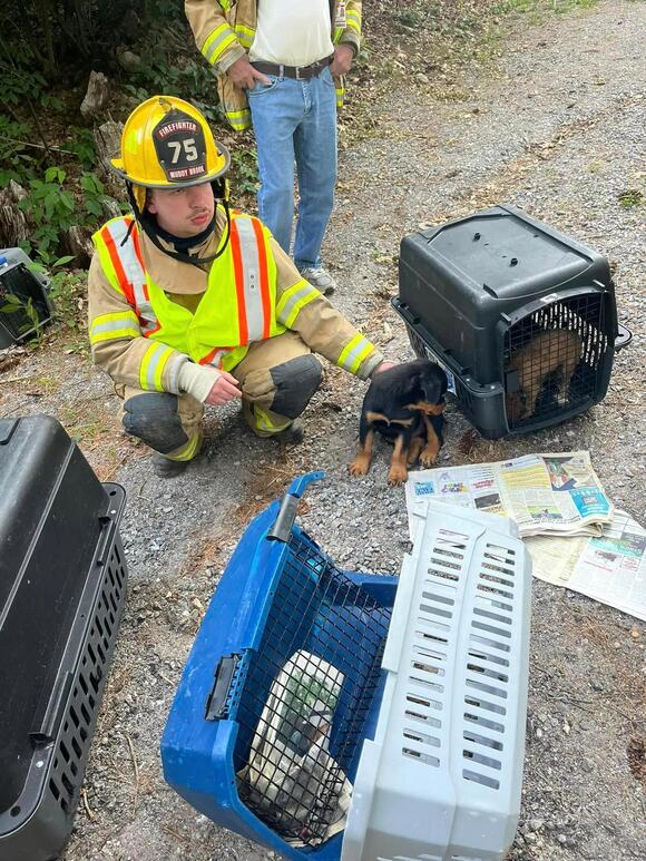 14 adorable puppies rescued from rollover crash in Connecticut