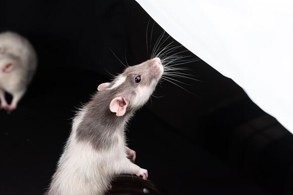 How Rats Laugh When Tickled — And Why They Might Be the Most Underrated ...