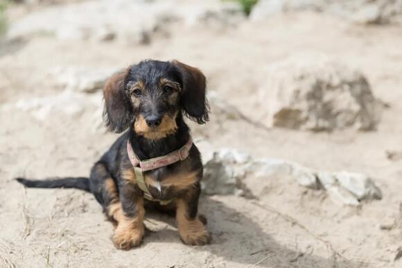9 Small Dog Breeds With Chronic Housebreaking Issues - NewsBreak