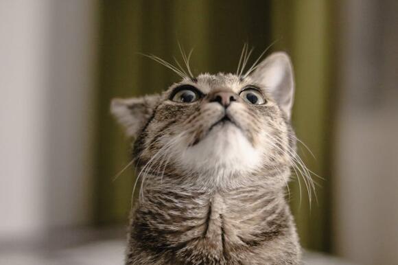 Persian Cat Stolen by Motorcycle-Borne Duo in Bengaluru’s Koramangala ...