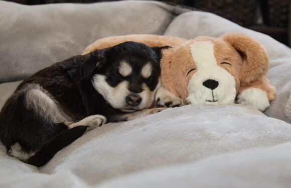 15 Dog Gadgets Every Smart Pet Owner Will Own by the End of 2025 ...