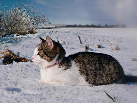 6 Cat Fashion Trends That Are Taking Over Social Media - NewsBreak