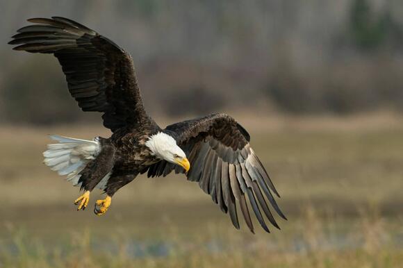 12 Raptors With Vision Stronger Than Binoculars - NewsBreak