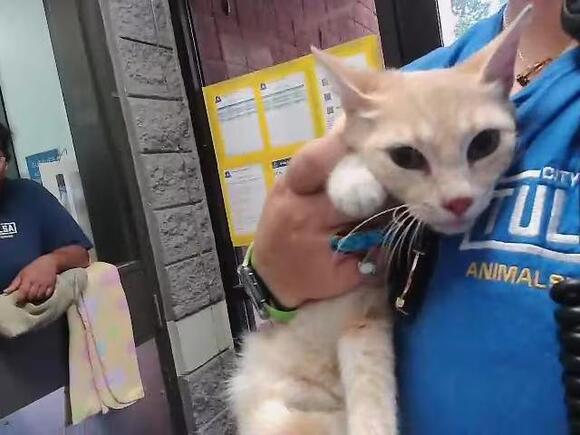 🐱 Playful & Sweet Cats Ready for Adoption in Tulsa - NewsBreak