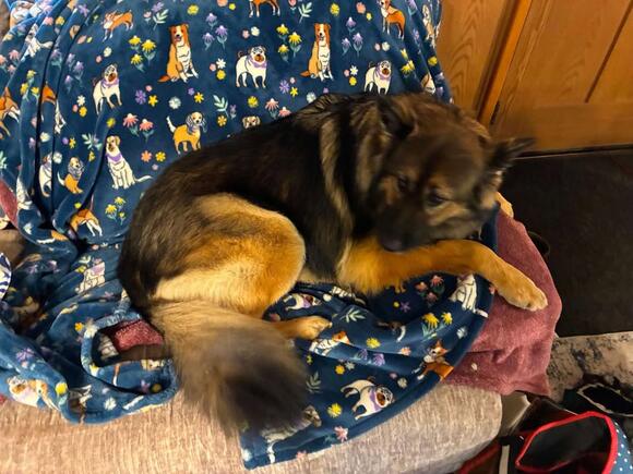 Missing dog near Big Ugly Creek - NewsBreak