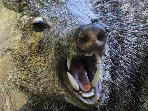 Group Of Javelina Attack 64-Year-Old Arizona Woman Walking Dog - NewsBreak