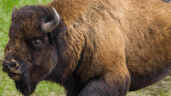 Are American Bison Just Domesticated Cattle? - NewsBreak