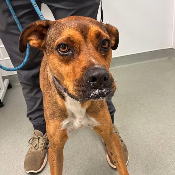 🐶 Playful & Loving Dogs Ready for Adoption in Abilene - NewsBreak